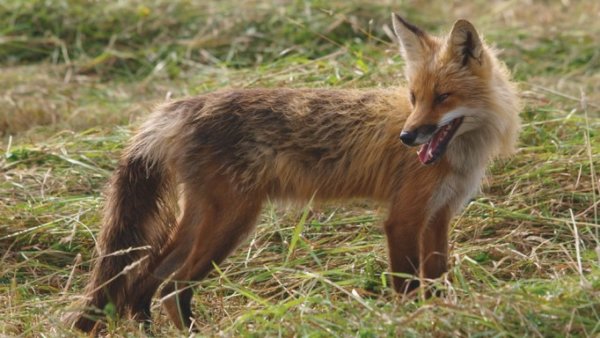 Rabies the Deadly Lyssavirus and Symptoms Seen in Horses