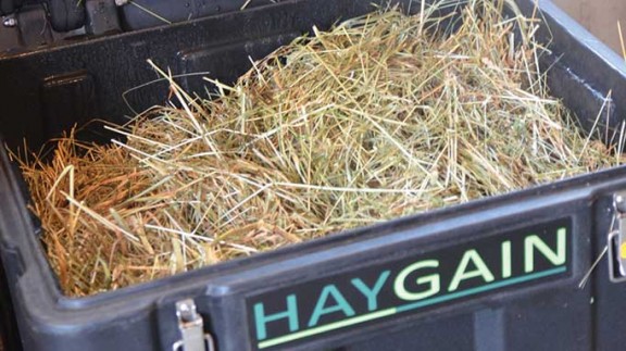 COPD and How to Properly Feed a Horse With the Disease