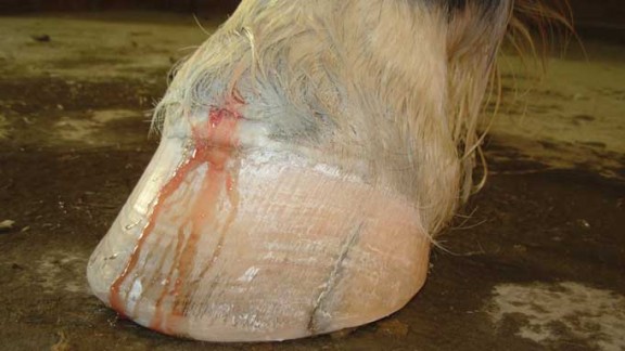 Abscesses: The Causes, Treatment, and Prevention of Them