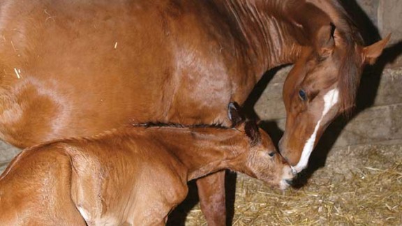 Foals and How to Handle Them in Their Early Days