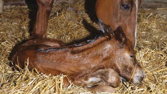 Insurance for Horse Breeders – Horse Sport