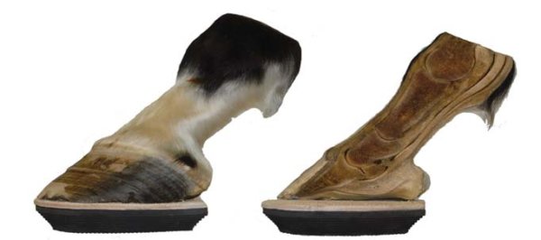 Clog: Unlike Any Horse Shoe You've Ever Seen Before