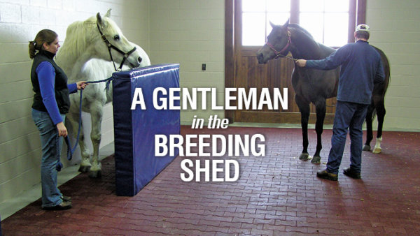 Phantom Mare Training With the Novice Stud: When to Start?