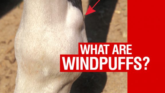 Windpuffs: What are They? Where do They Appear? Are They Treated?