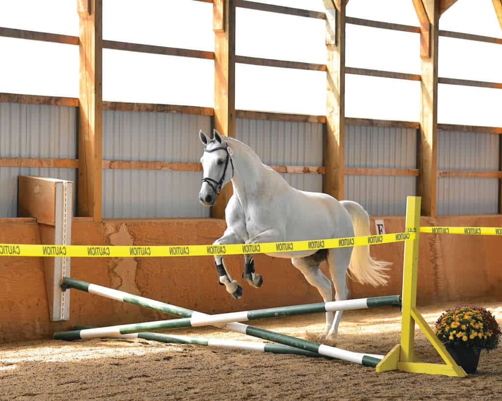 Fun Winter Activities to do With Your Horse in the Arena