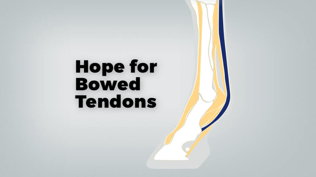 Researchers Have New Hope for Bowed Tendons in Horses