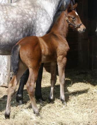 Royal Blood: Hickstead Offspring - Where are They Now?