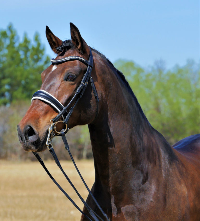 Double Time: The Function and Future of the Double Bridle