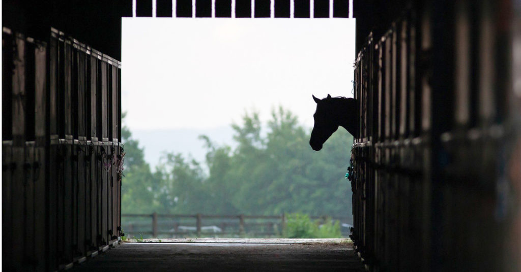 Social Distancing for Sport Horses: A Taste of How it Feels