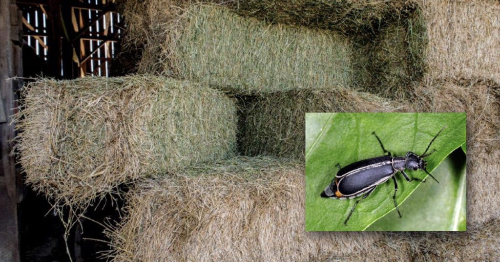 Summer Hay Notes: Rain Ruin and Blister Beetle Alert