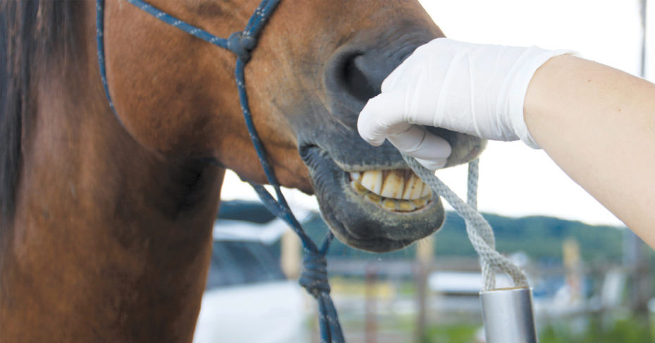 Twitch or Treats? When and How to Use Humane Physical Restraints