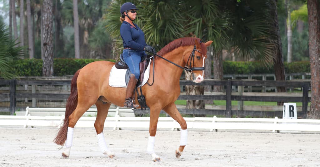 Improving the Quality of the Gaits with Jane Savoie