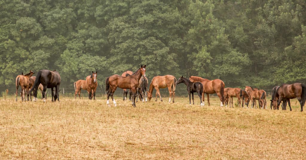 Leading Six Broodmares of Top Performers of the Past Year