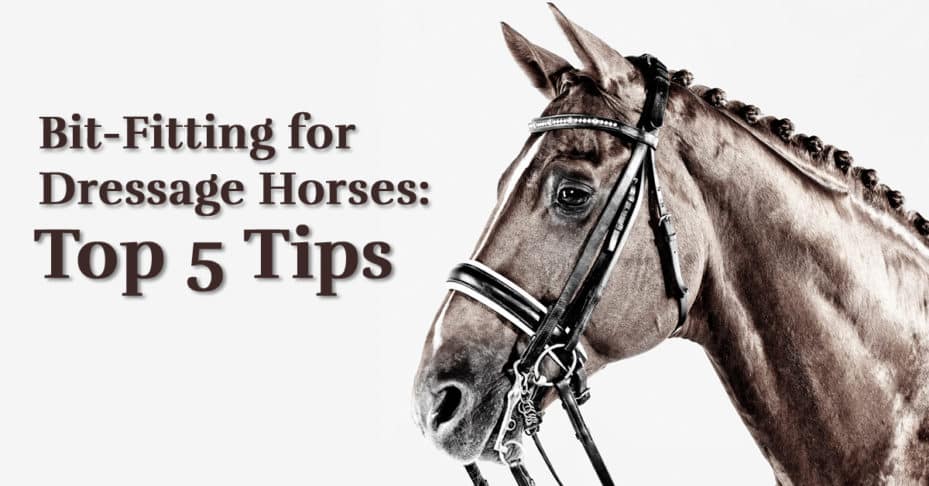 Bit-Fitting the Dressage Horse: The Top 5 Takeaways