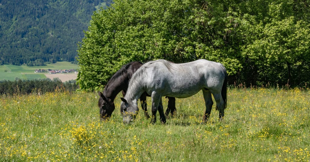 Lean vs. Obese: Why Some Horses Gain More Weight