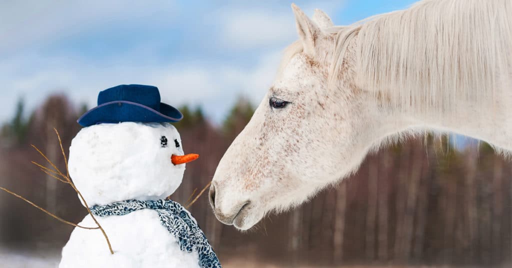 The Spectacular #SnowHorses of the Internet