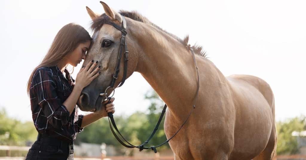 Horses Have Been Talking To Us - But Are We Listening?