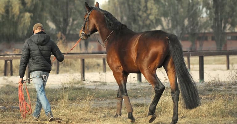 Do Horses Really Need Humans to be 'Alpha Leaders'?