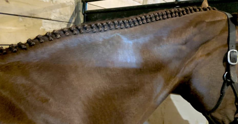 A Necessary Evil: Is Mane Pulling an Equine Welfare Issue?