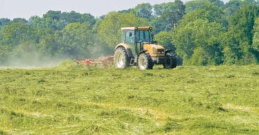 What is the Difference Between First Cut and Second Cut Hay?