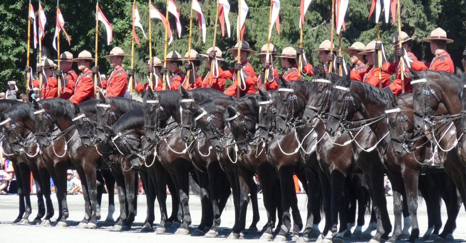 Gauchesco: From Thoroughbred Racehorse to RCMP Herd Sire