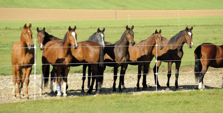 The Eco-Guide to Pasture Management