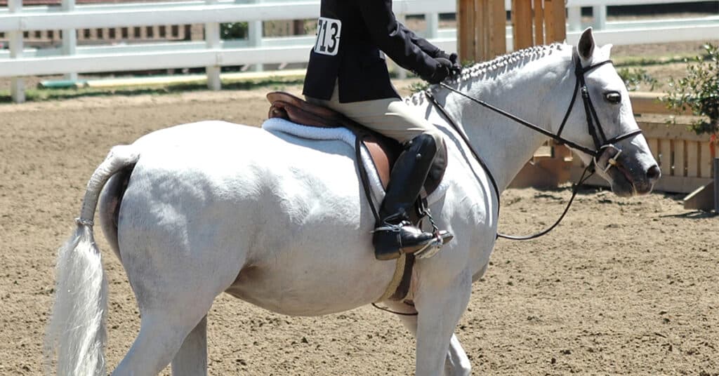 Study Finds That Judges Favour Fatness