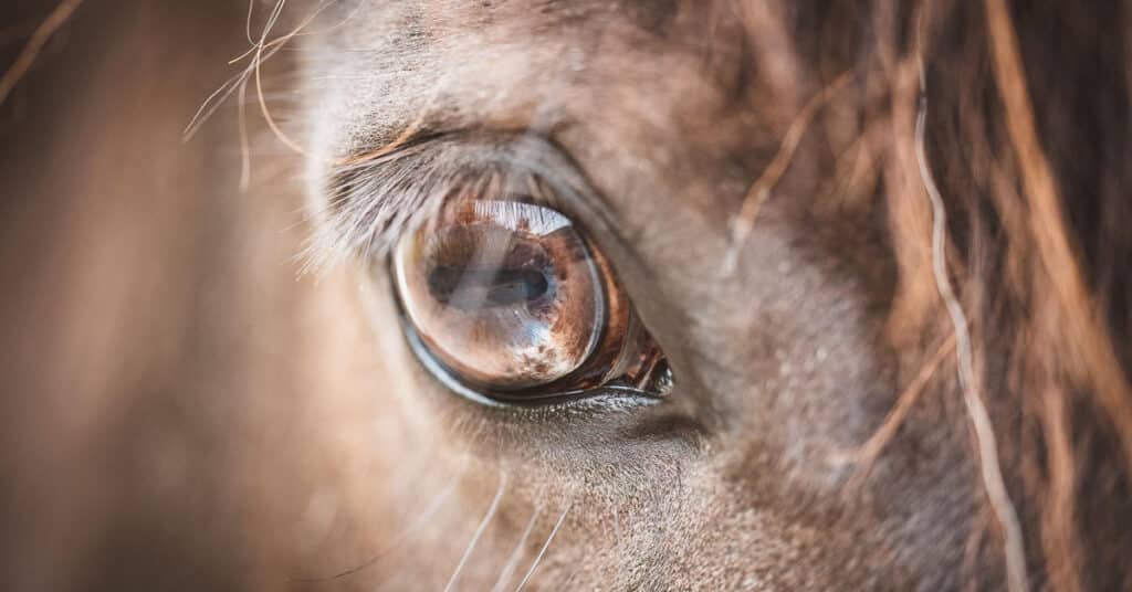Dealing with Equine Eye Emergencies