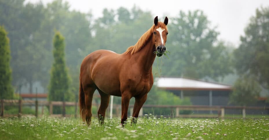 Choosing the Right Recipient Mare for Embryo Transfer
