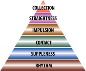 The Dressage Training Scale ‒ For The Rider