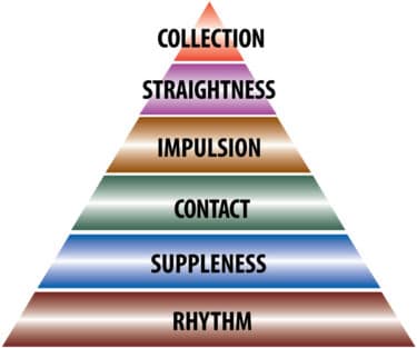 The Dressage Training Scale ‒ For The Rider