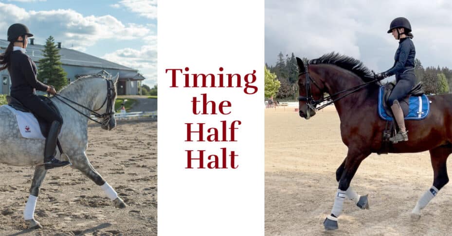Timing of the Half-Halt in Dressage