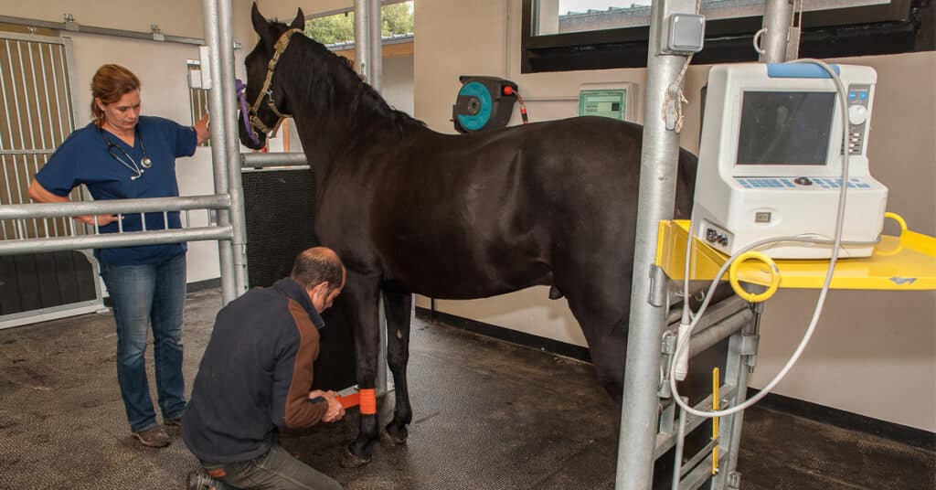 The Advantages of Standing Surgery in Horses