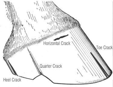 Hoof Cracks in Horses: Causes, Treatment, and Prevention