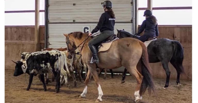 Worlds Collide: Team Penning at English Barns