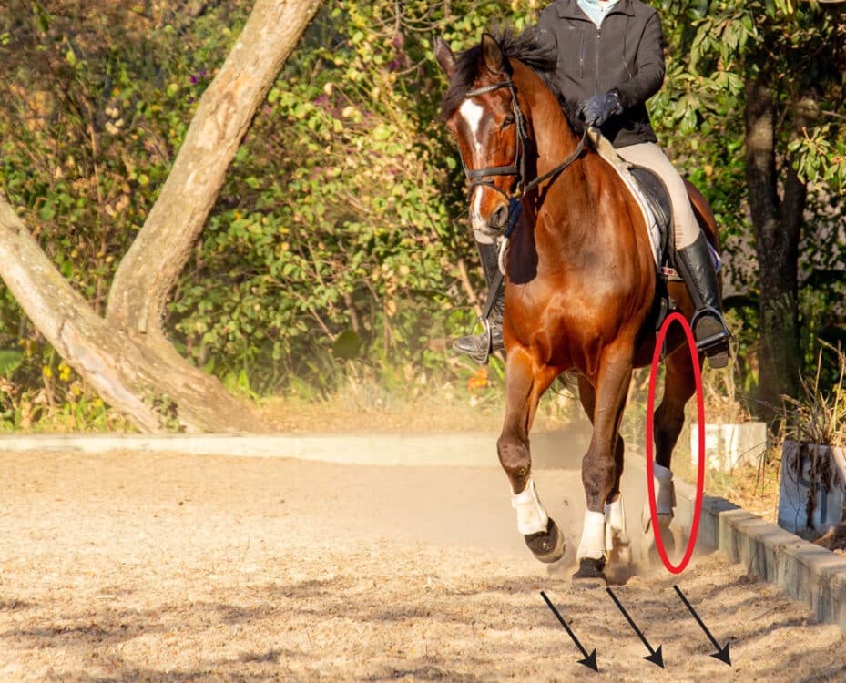 Covering All the Angles: The Shoulder-In