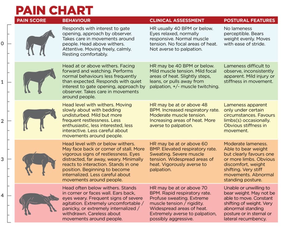 Pain and Behaviour Problems in Horses