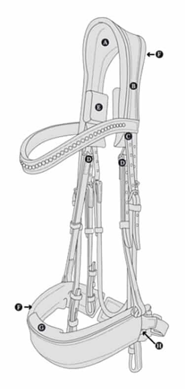 Bridle Fit and Equine Welfare and Performance