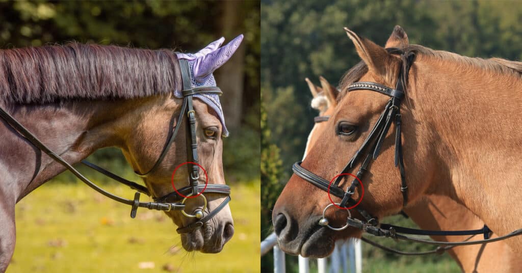 Bridle Fit and Equine Welfare and Performance