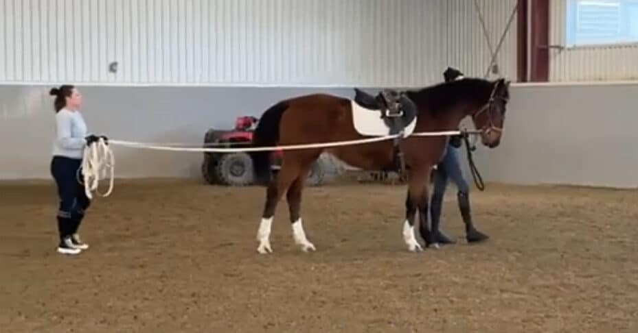 Training Young Horses Part 2: Next Steps