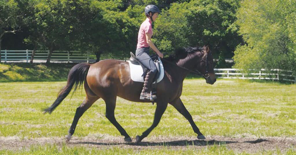 Developing Equine Athleticism: A Strength & Fitness Plan