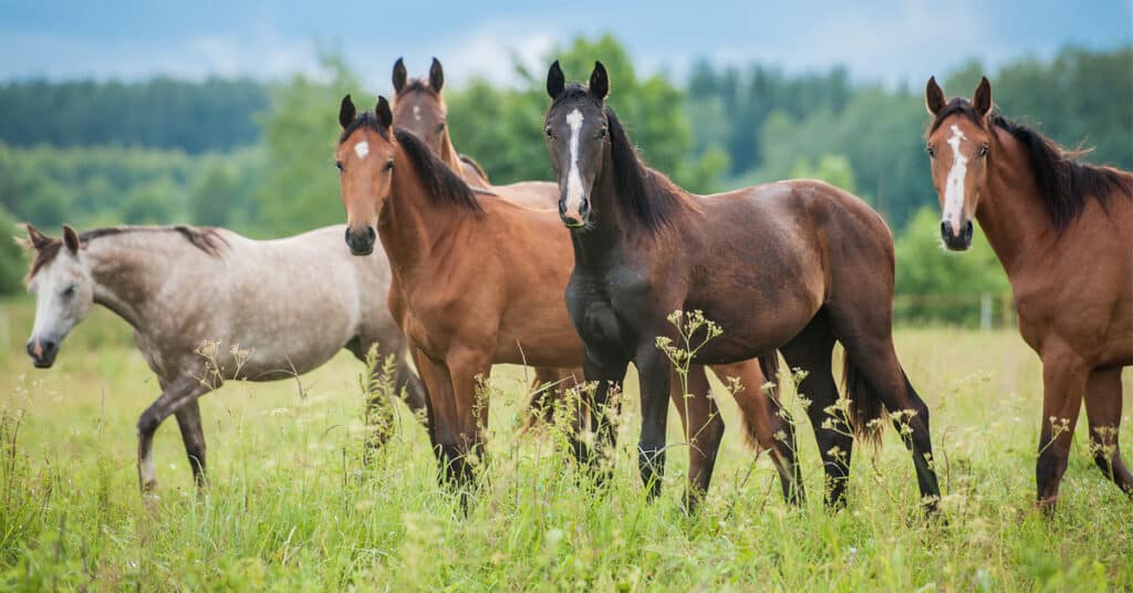 'The Great Imitator': Equine Lyme Disease