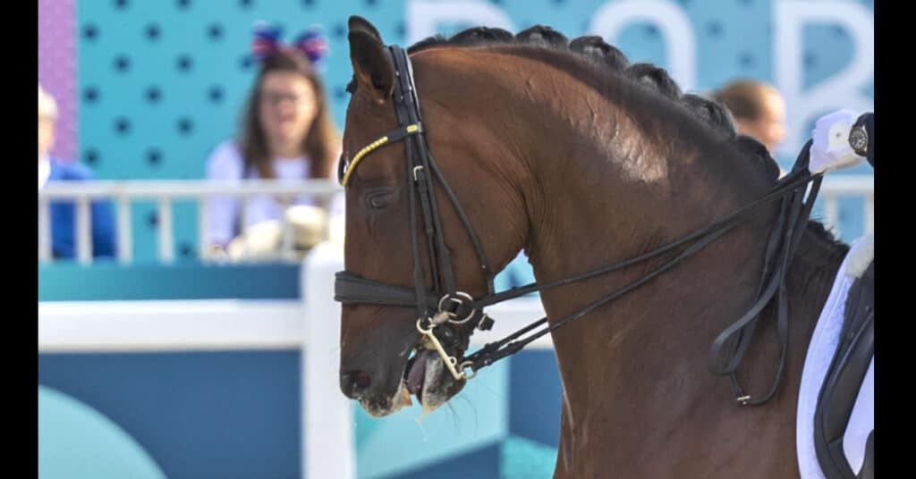 The Five Rein Aids (and How to Use Them)