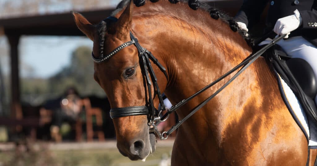 The Five Rein Aids (and How to Use Them)