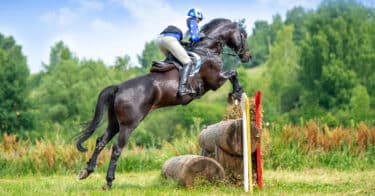 Training Young Horses Part 3: Mount Up!