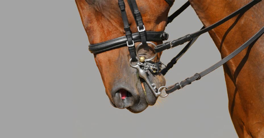 Saddle Fit and Gait Abnormalities in the Ridden Horse