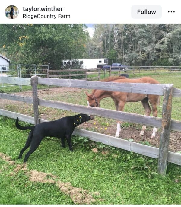 Canadian Barn Dogs of Instagram