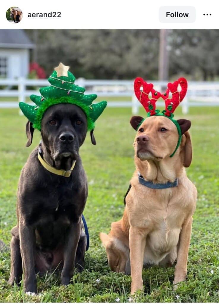 Canadian Barn Dogs of Instagram