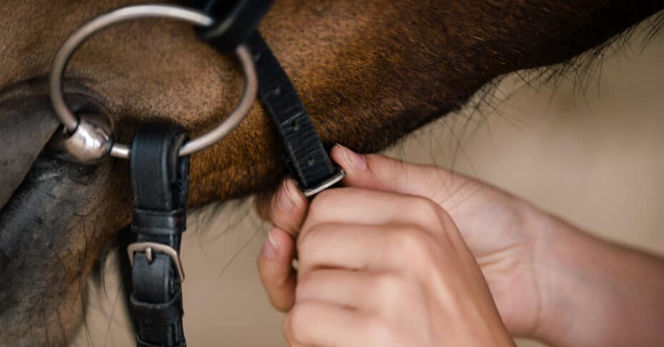 Training Young Horses Part 2: Next Steps