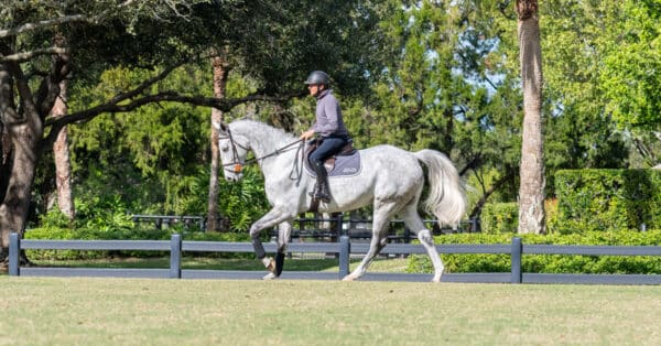Hind Legs: What is Sickle-Hocked, Cow-Hocked, and Post-Legged?